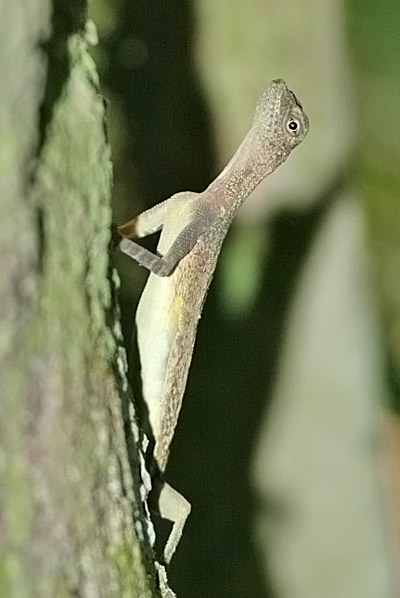 Sabah- wildlife photo gallery